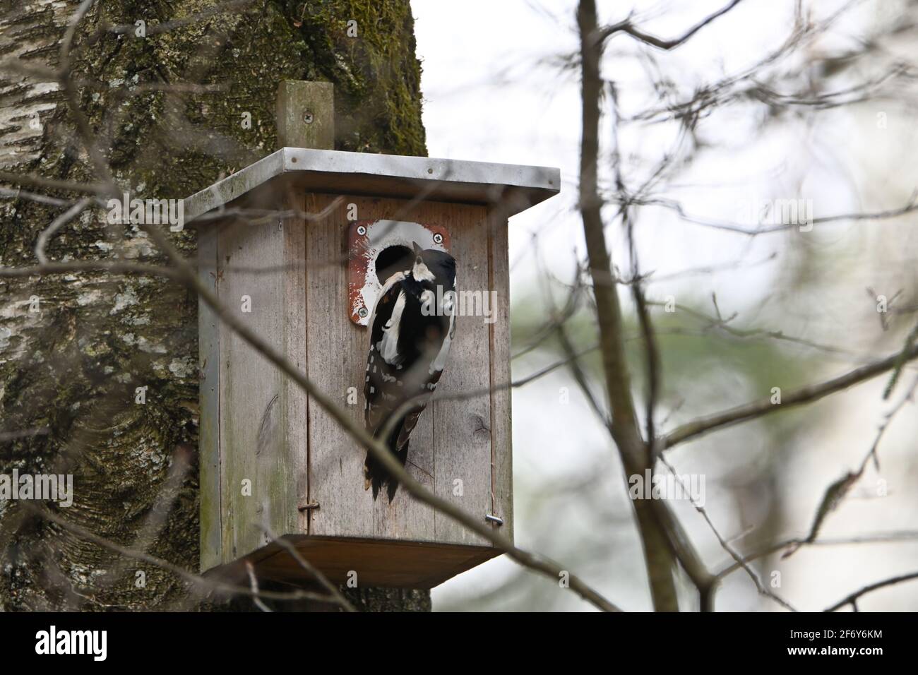 Spotted woodpecker hanging on a nest box Stock Photo - Alamy