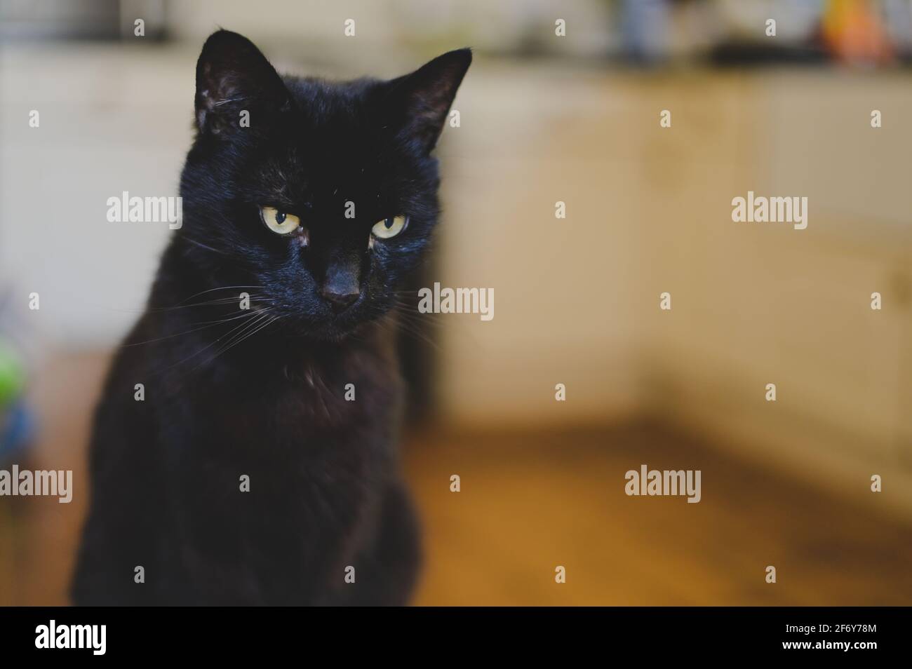 Black domestic short haired cat Stock Photo - Alamy