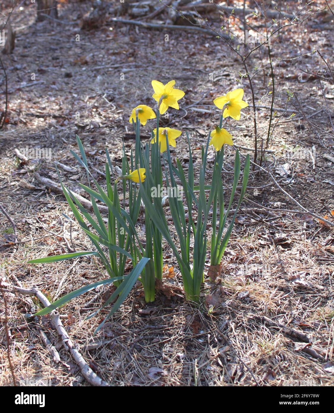Cluster of Daffodils from Behind Stock Photo - Alamy