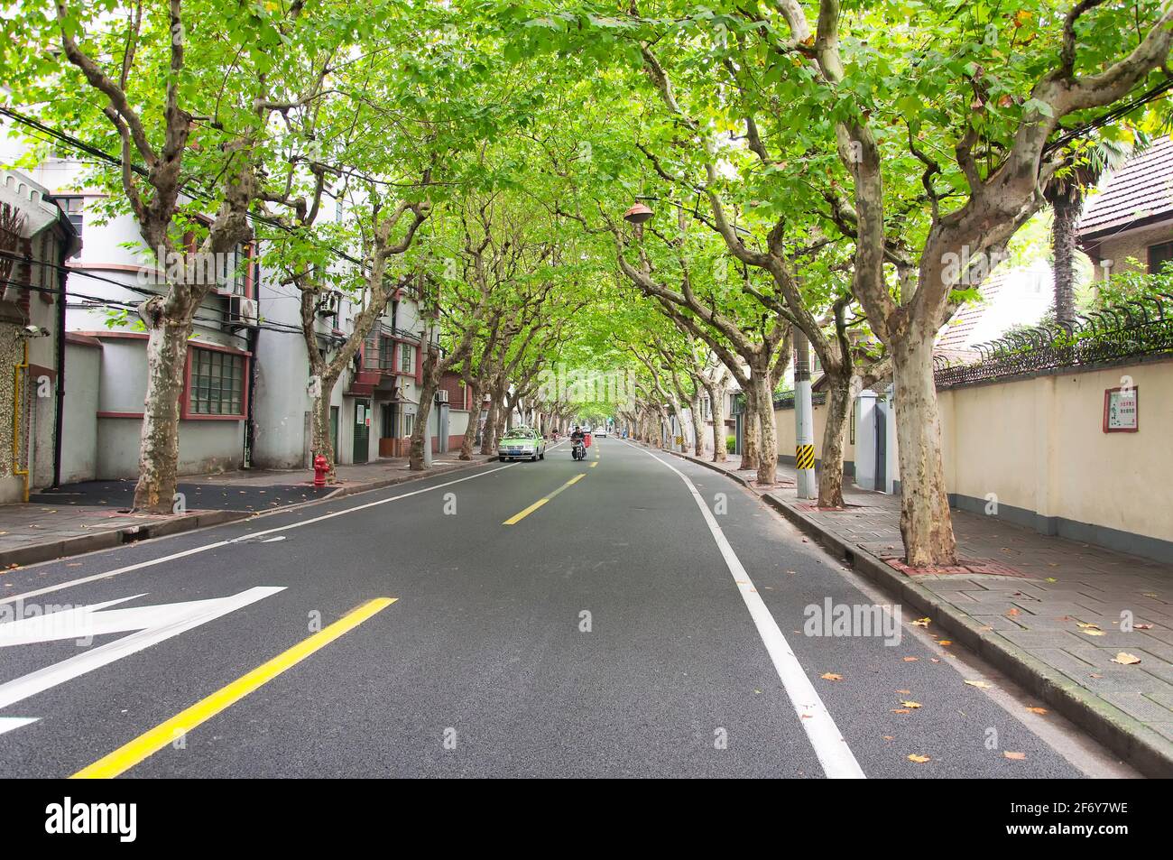 Shanghai, China. October 5, 2015. famous sycamore trees lining a road ...
