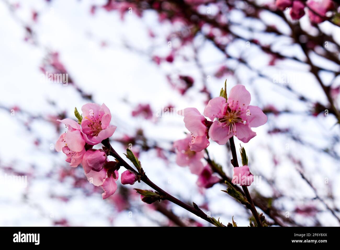 Light peach flowers hi-res stock photography and images - Alamy