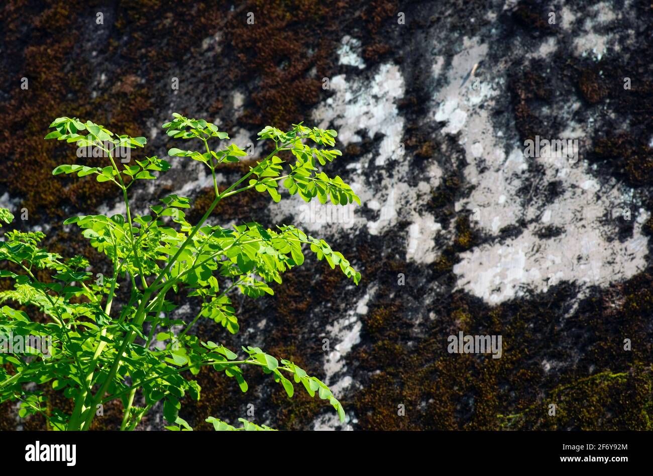 Kelor or Drumstick tree (Moringa oleifera) green leaves selected focus ...