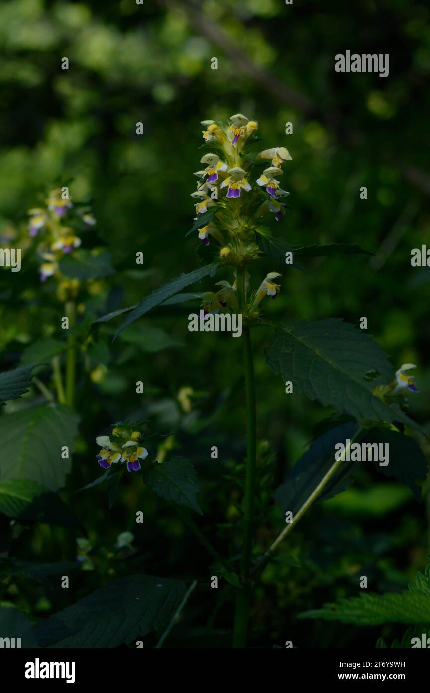 Large flowered hemp nettle in the wild close up, yellow purple ...