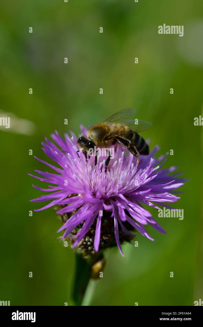 Bee on a purple prickly plan close up, macro, bee on a purple ...