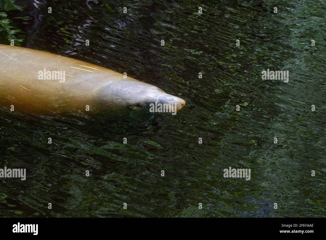 Manatee boat propeller hi-res stock photography and images - Alamy