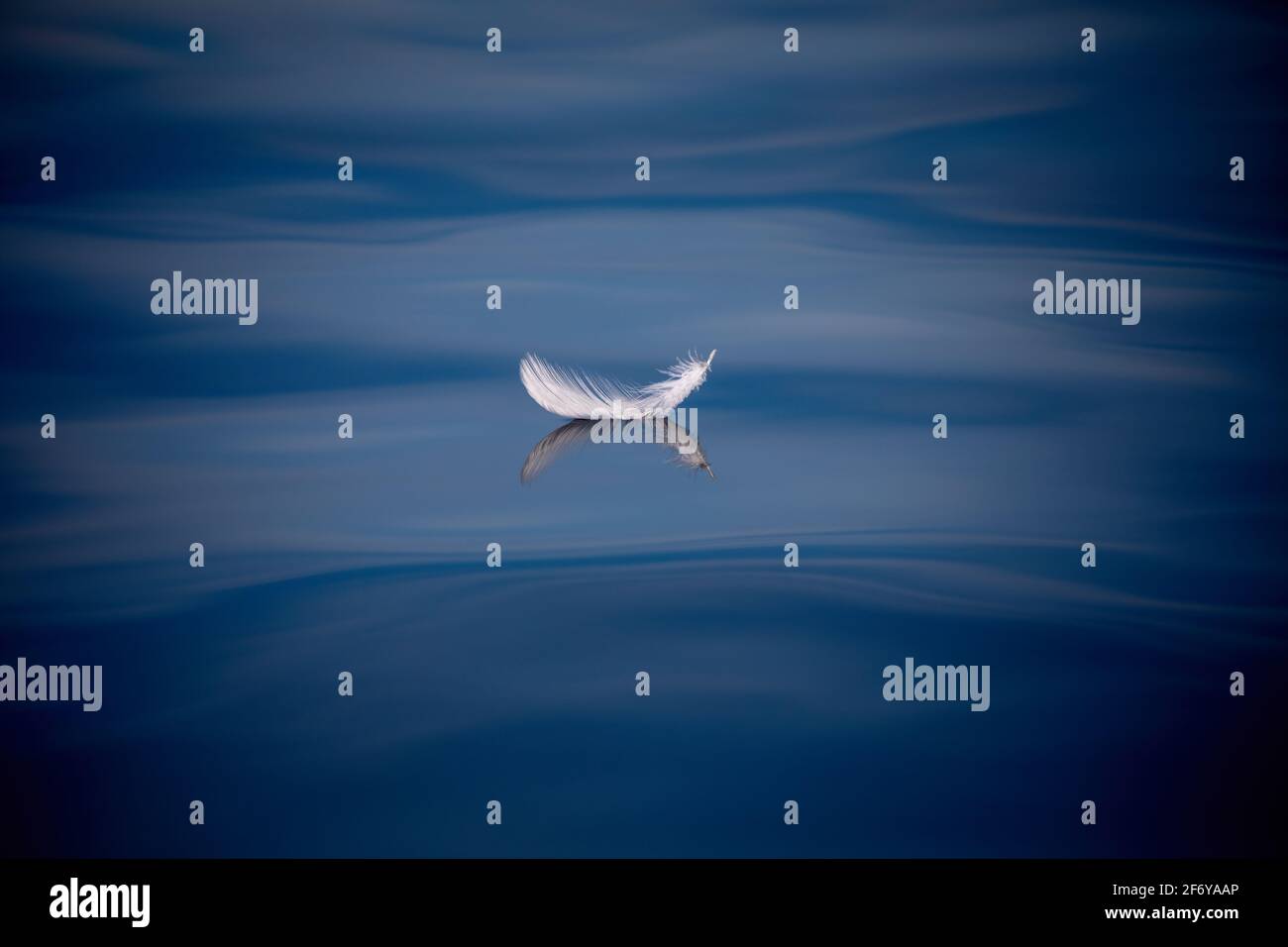 Single feather floating on the water Stock Photo - Alamy