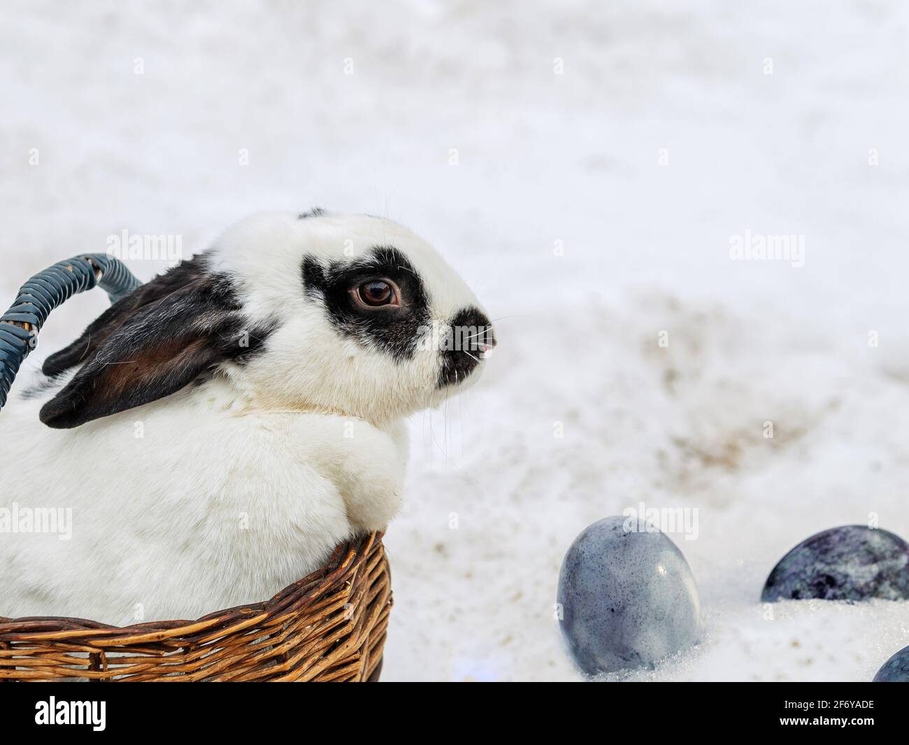Mottled chicken hi-res stock photography and images - Alamy