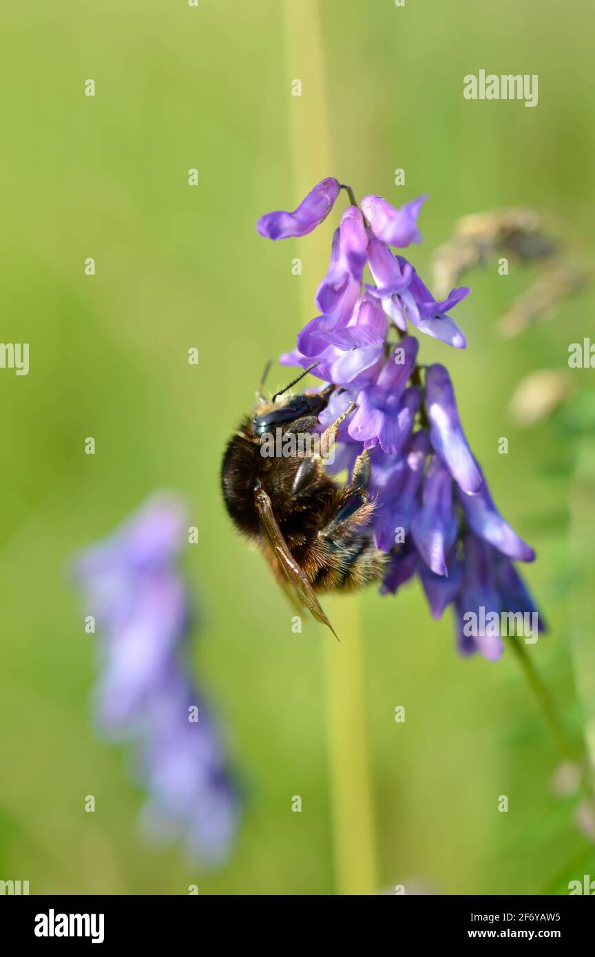 Bumblebee on a blue vetch flower macro close up, in nature on a field ...