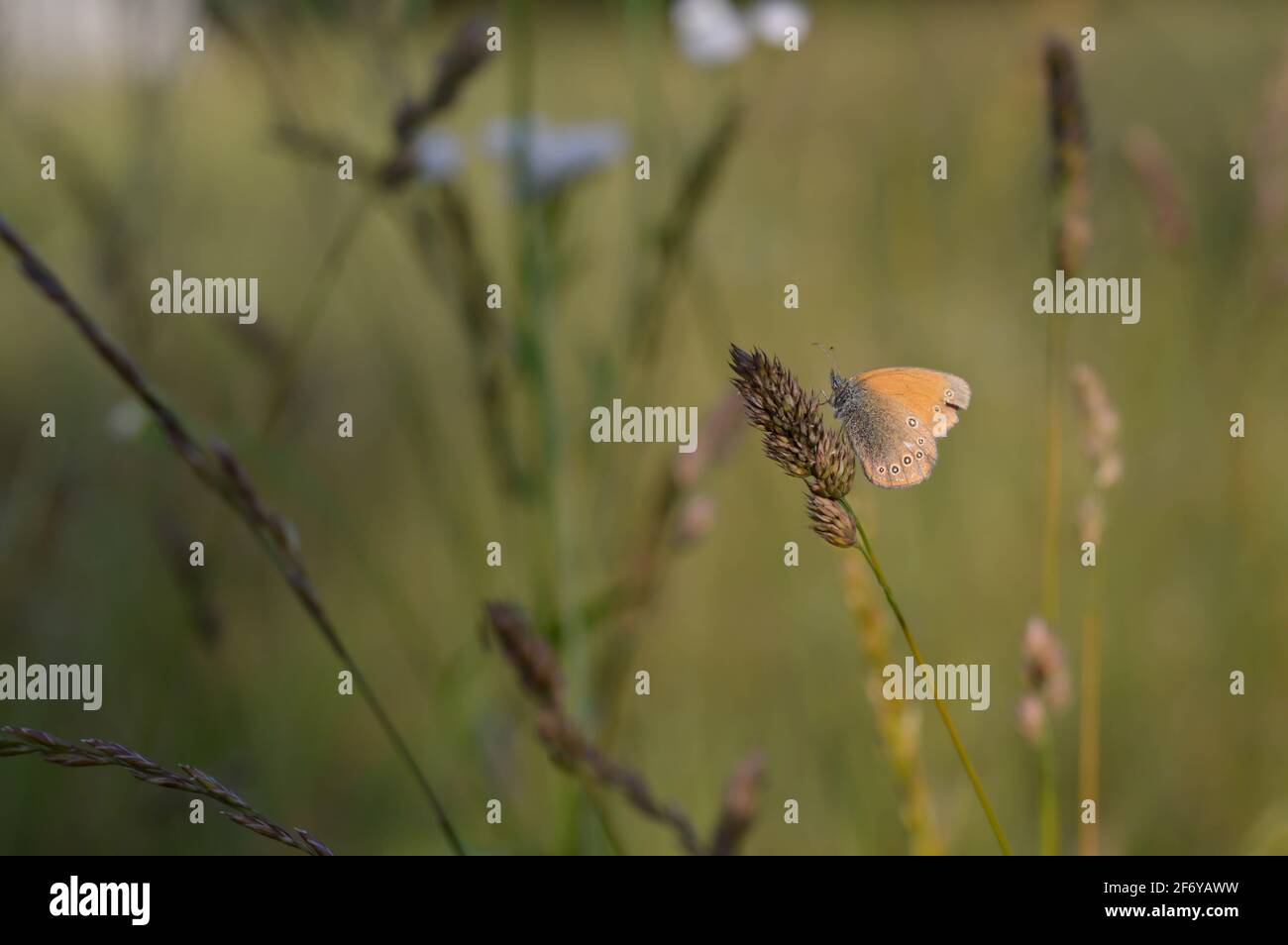 Chestnut heath butterfly in nature close up, macro, orange and grey ...
