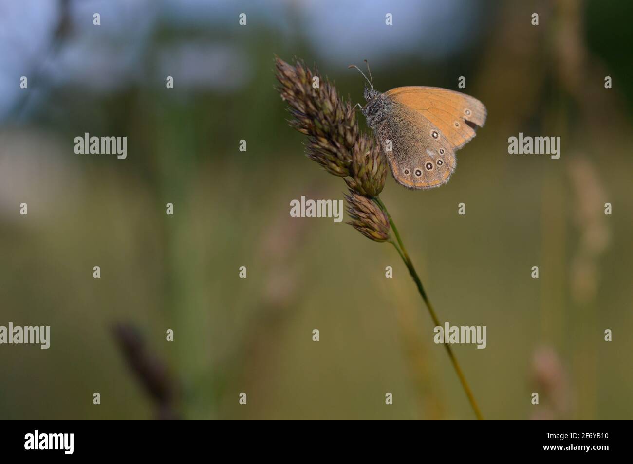 Chestnut heath butterfly in nature close up, macro, orange and grey ...