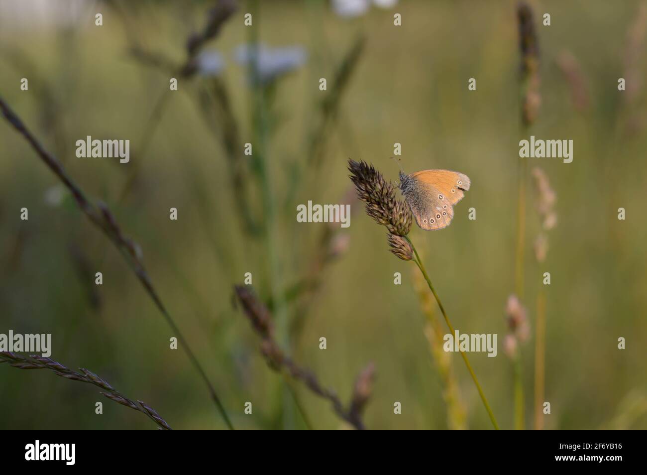 Chestnut heath butterfly in nature close up, macro, orange and grey ...