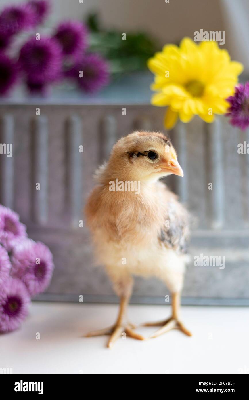 Multi color chich hi-res stock photography and images - Alamy