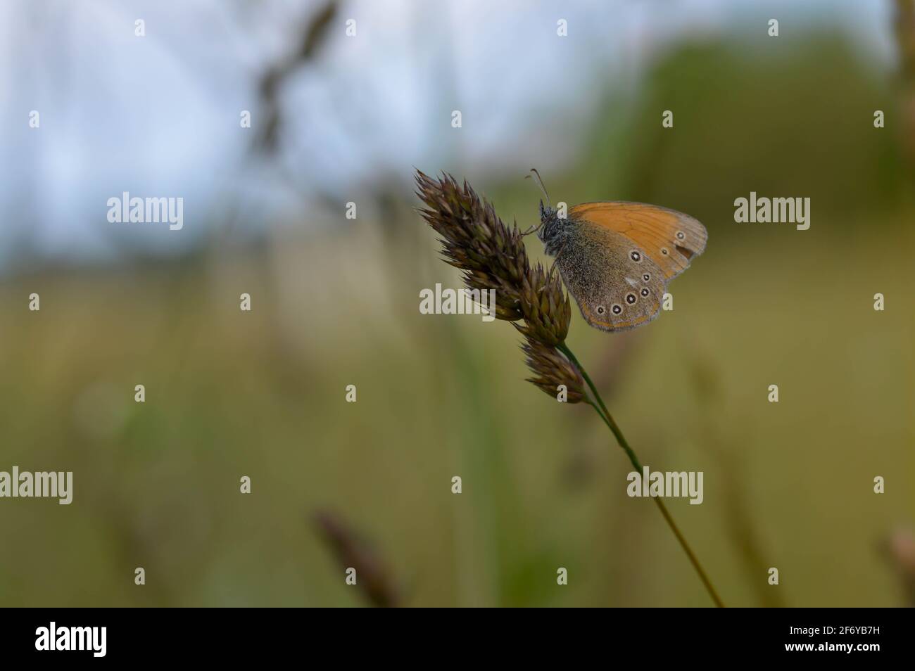 Chestnut heath butterfly in nature close up, macro, orange and grey ...