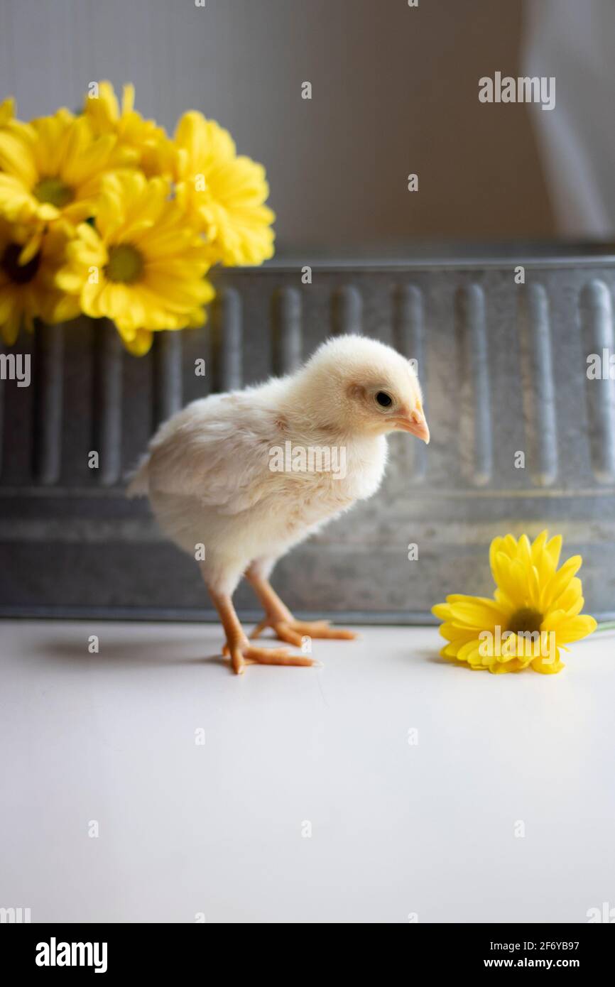 Starter bucket hi-res stock photography and images - Alamy
