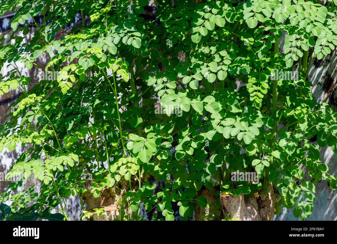 Kelor or Drumstick tree (Moringa oleifera) green leaves selected focus ...