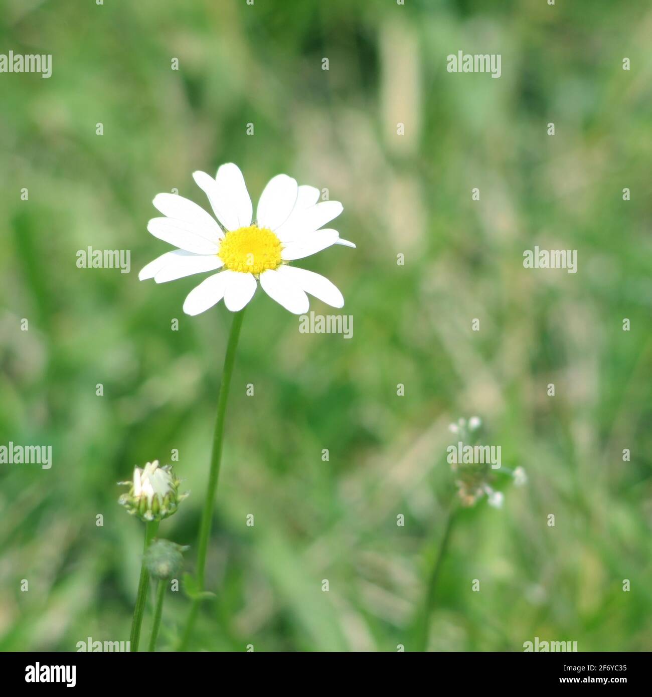 Single Daisy in residential backyard garden with green summer grass ...