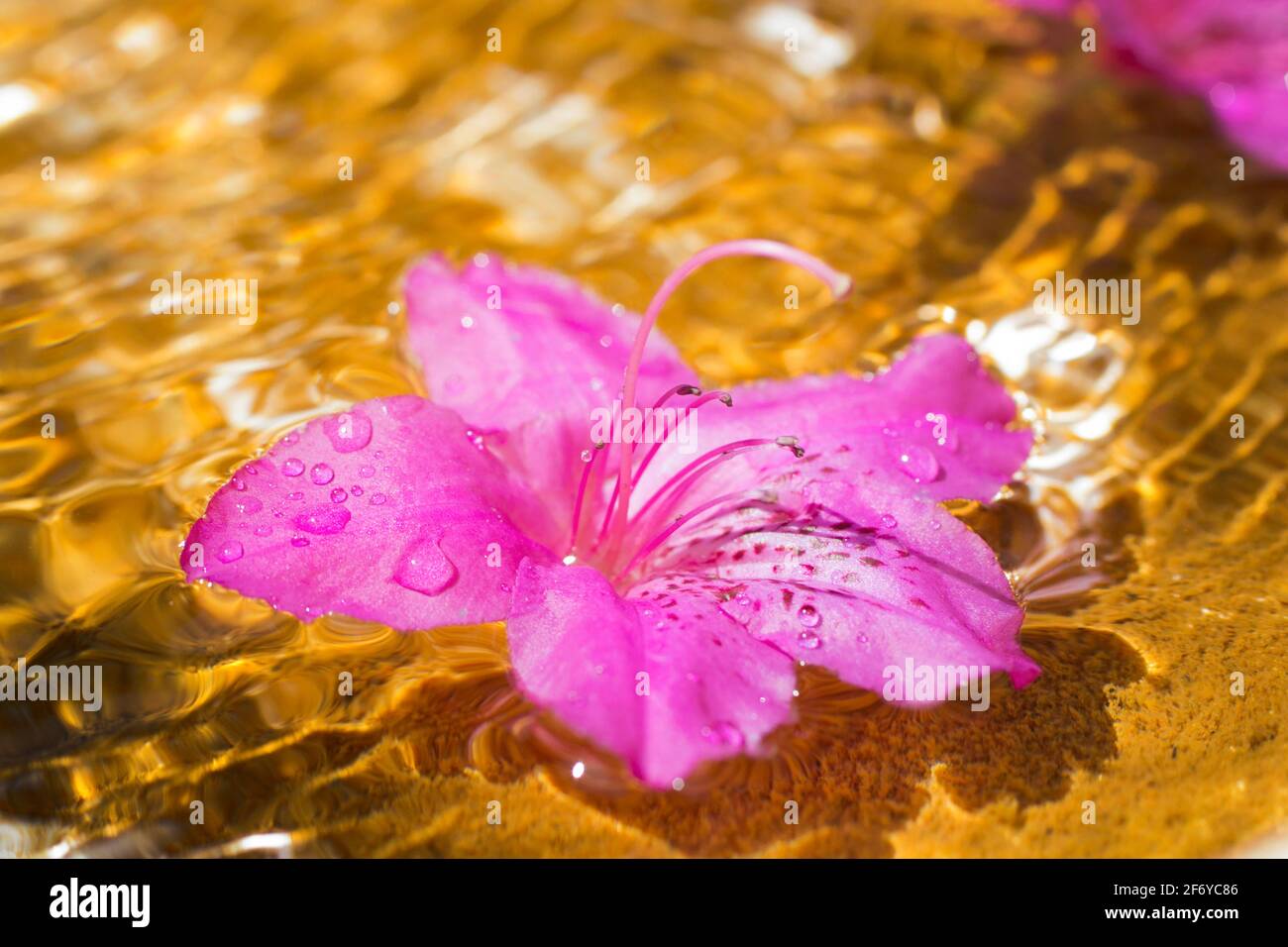 Hot Pink or Fuschia Hibiscus Flower floating in water Stock Photo - Alamy