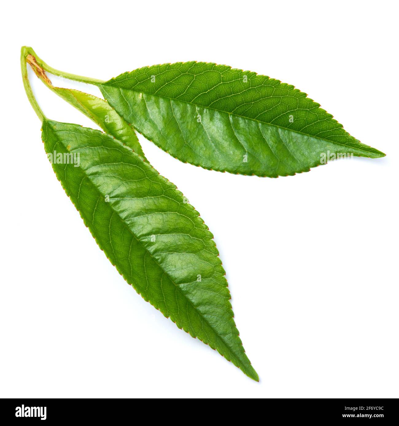 Green cherry tree leaf Isolated on a white background Stock Photo - Alamy