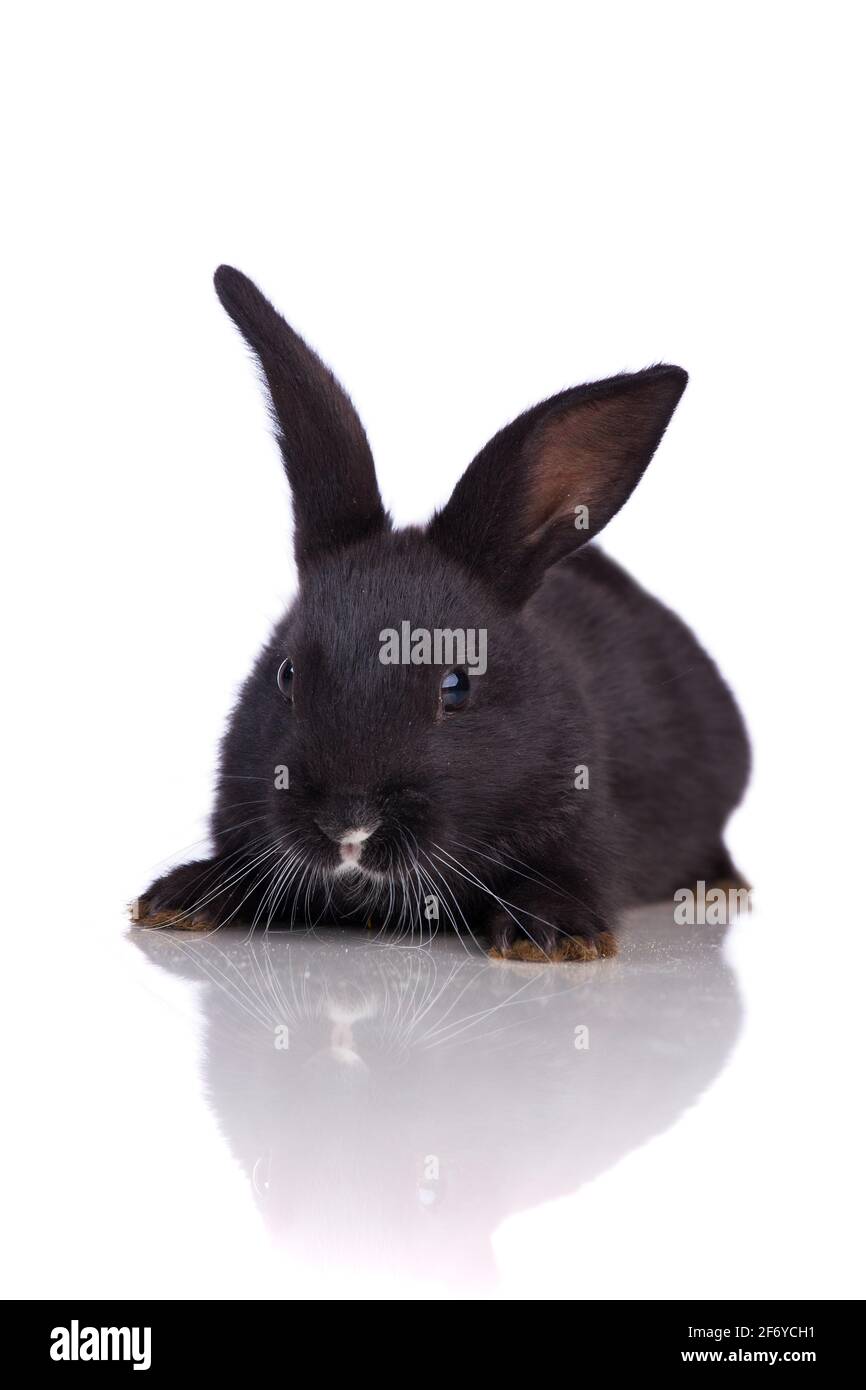 Cute fluffy rabbit hi-res stock photography and images - Alamy
