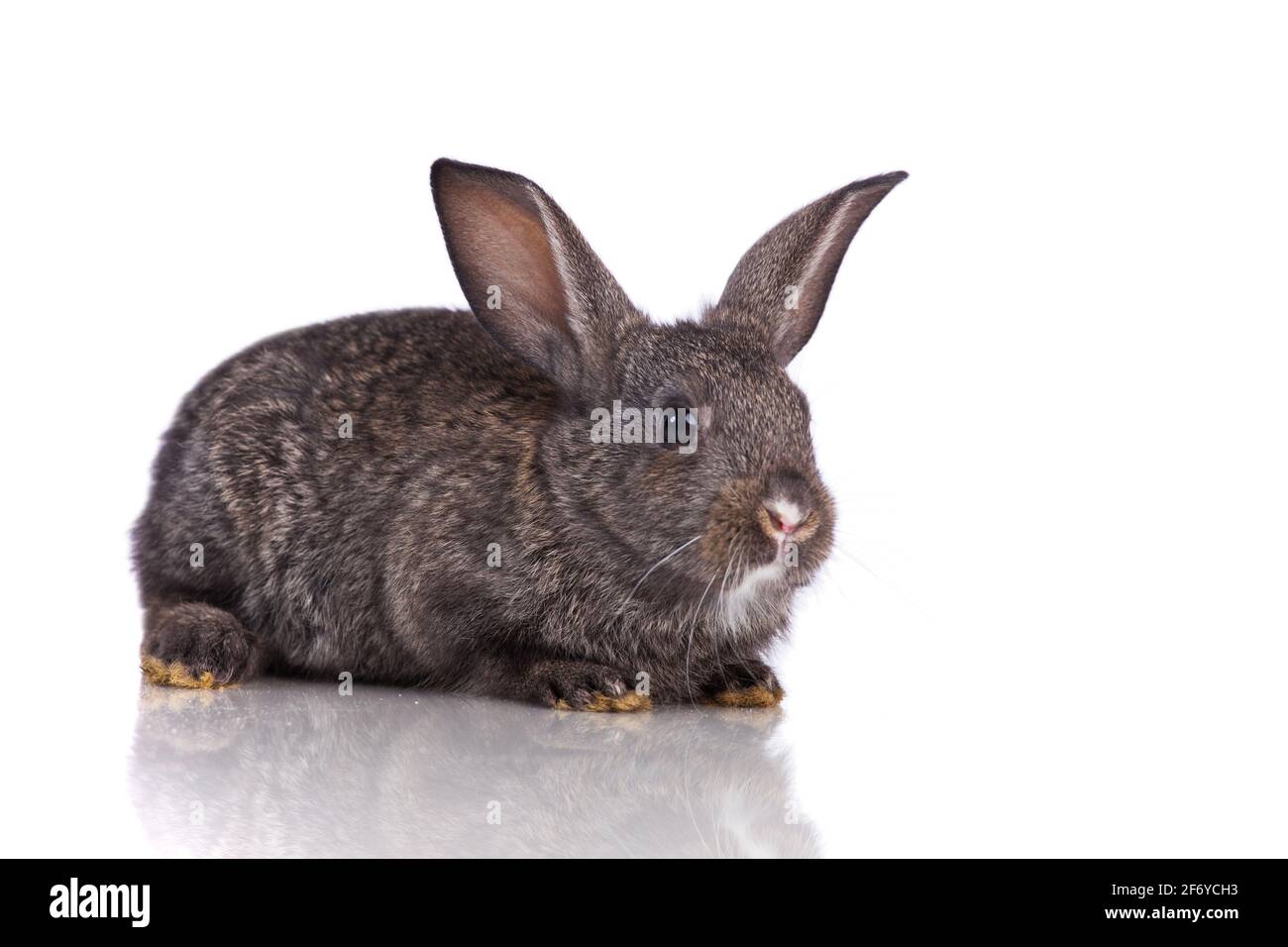 Cute rabbit isolated on white Stock Photo - Alamy