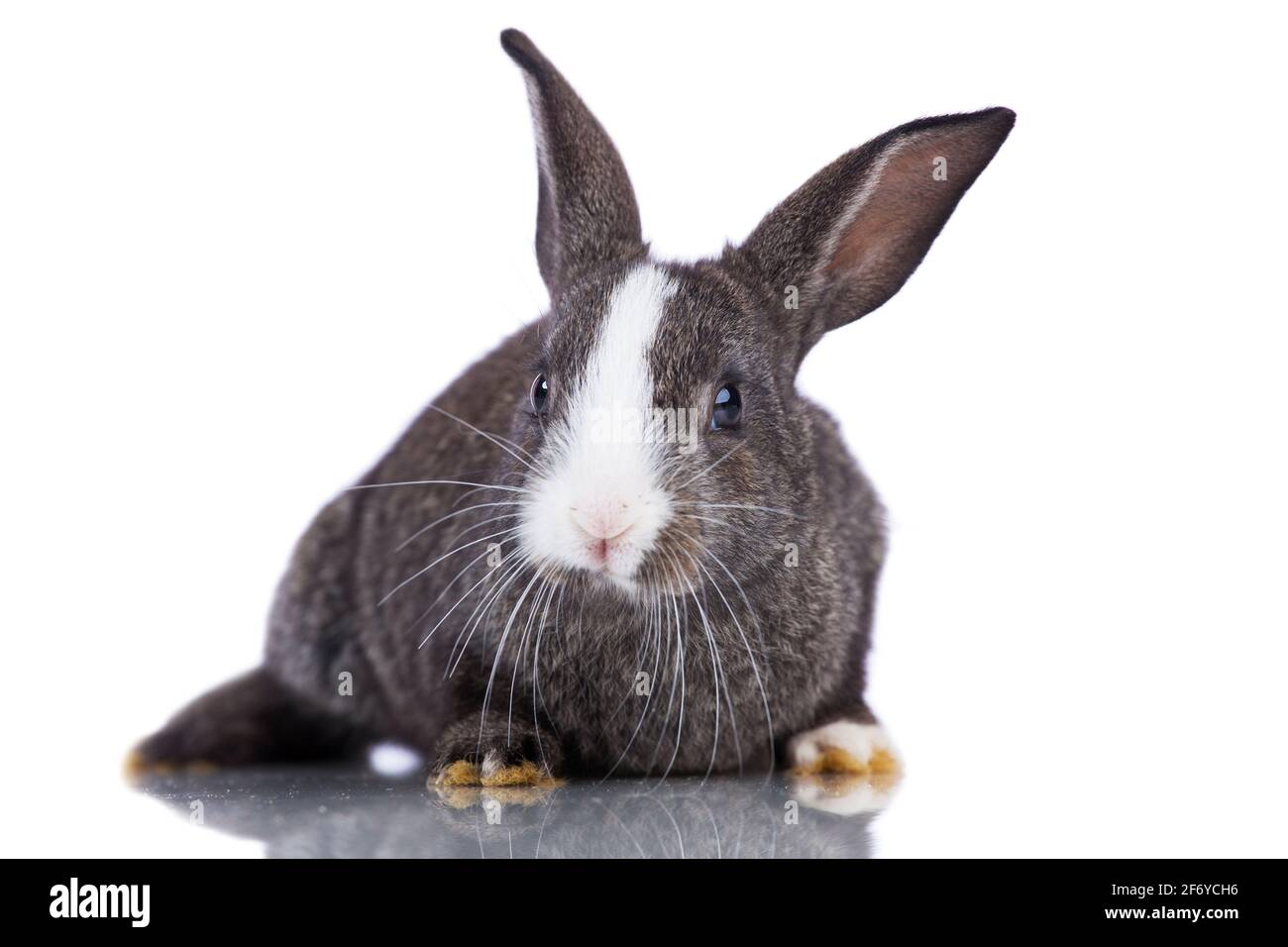 Cute rabbit isolated on white Stock Photo - Alamy