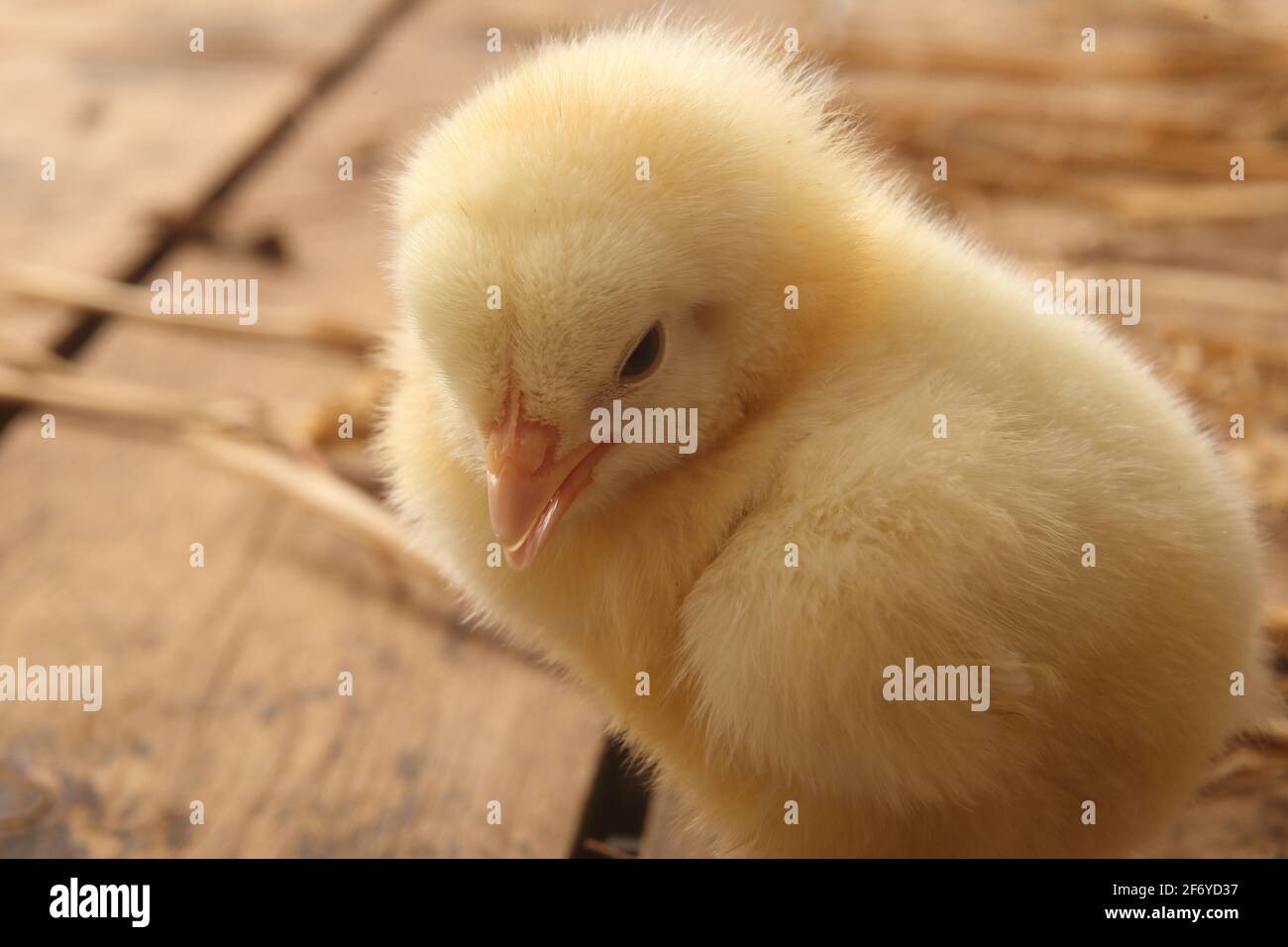 poultry farming - the newly hatched yellow chicks Stock Photo - Alamy