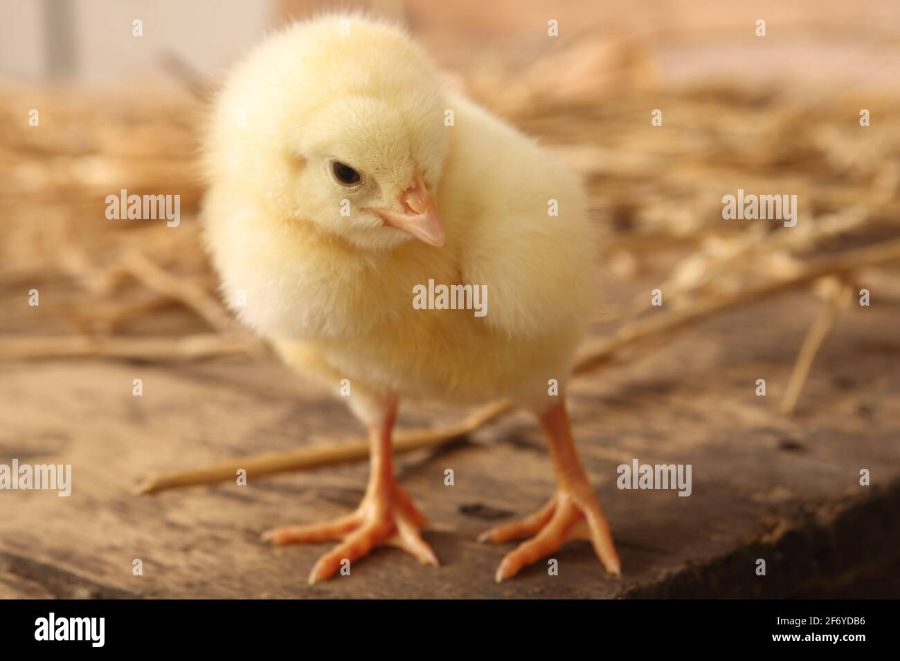 poultry farming - the newly hatched yellow chicks Stock Photo - Alamy