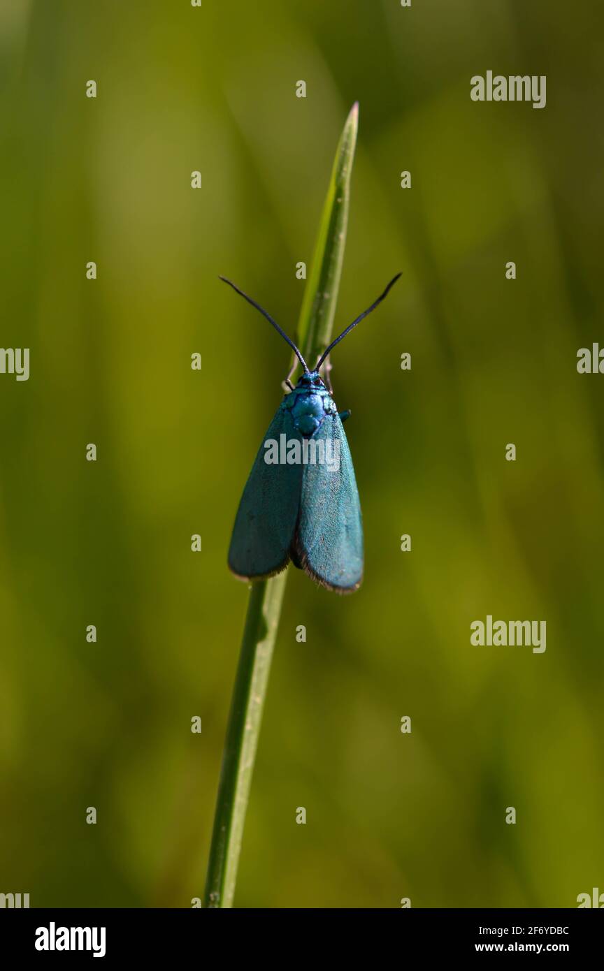 Small blue moth in nature on a plant close up, blue insect with blue ...