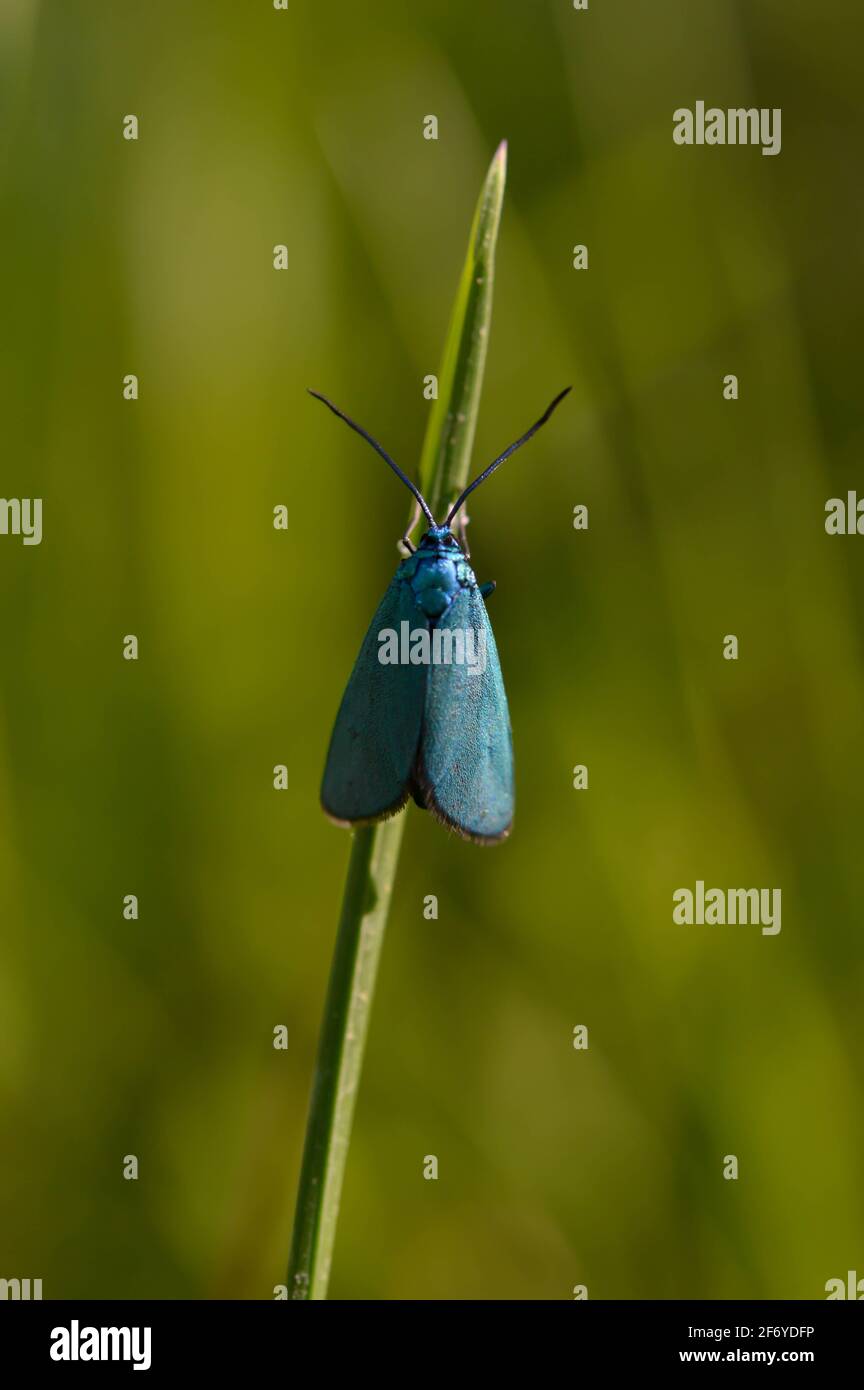 Small blue moth in nature on a plant close up, blue insect with blue ...