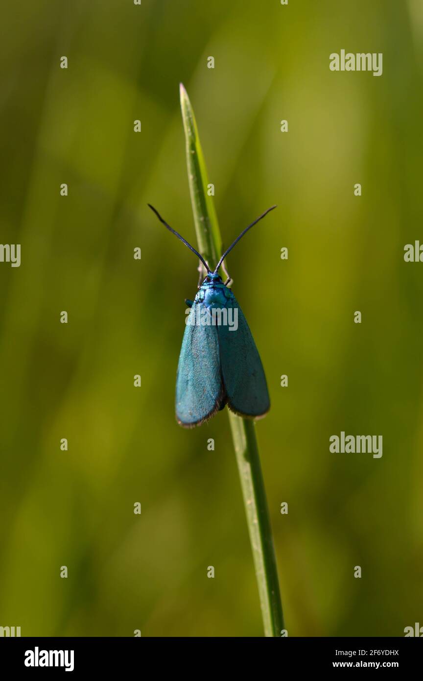 Small blue moth in nature on a plant close up, blue insect with blue ...