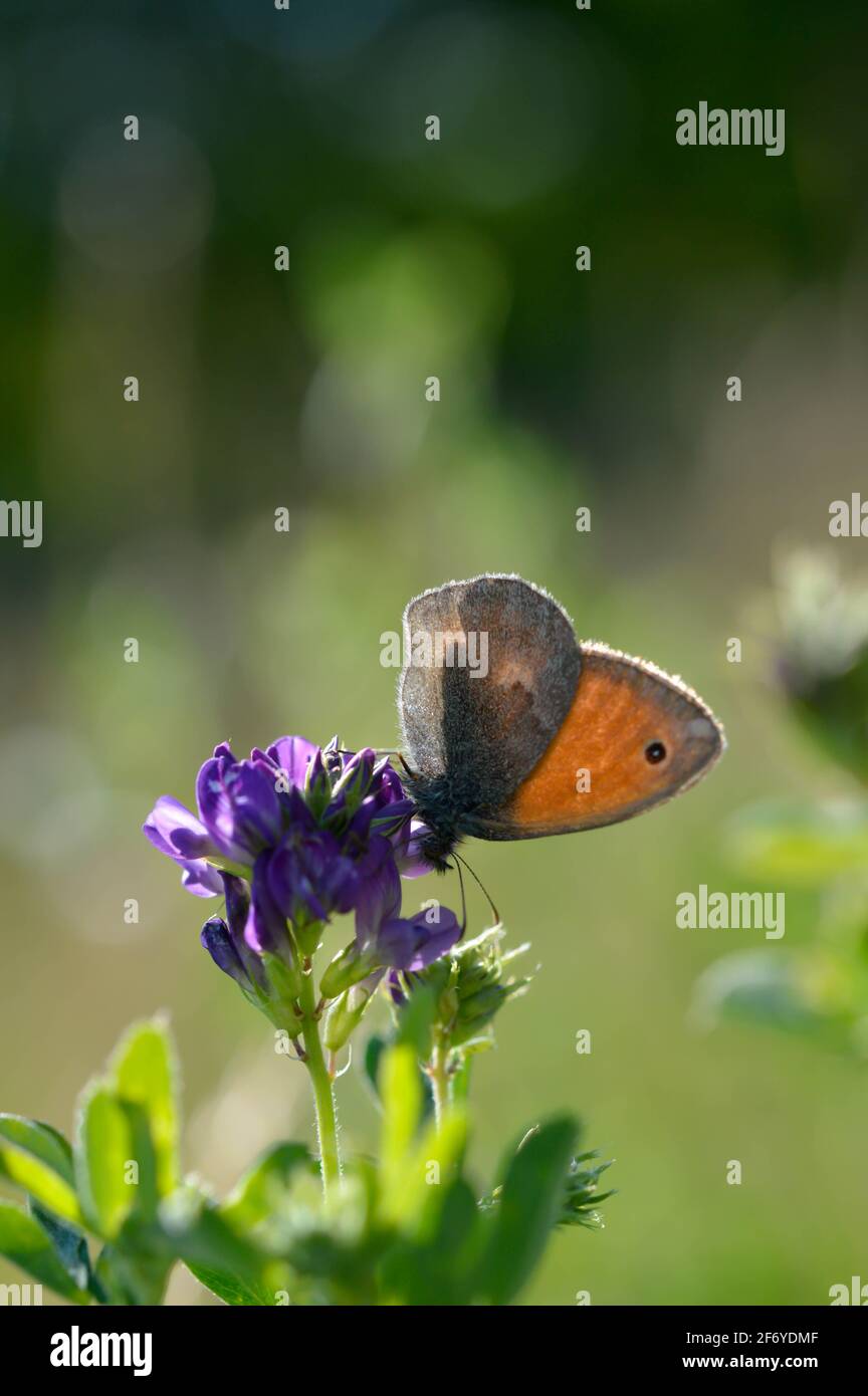 Small heath (Coenonympha pamphilus) butterfly on a plant, green meadow ...