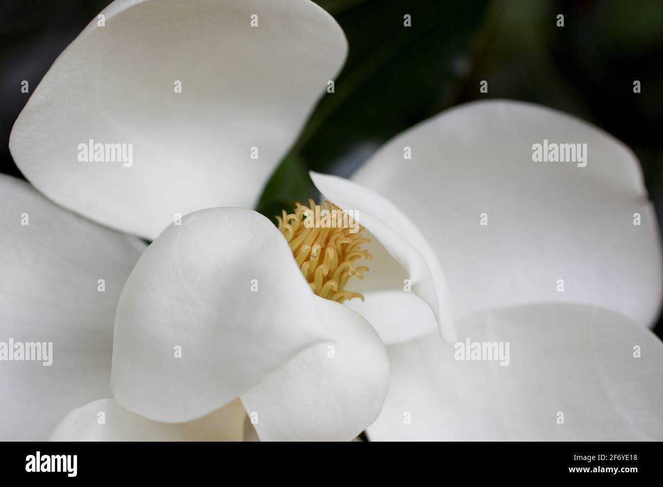 Magnolia center hi-res stock photography and images - Alamy