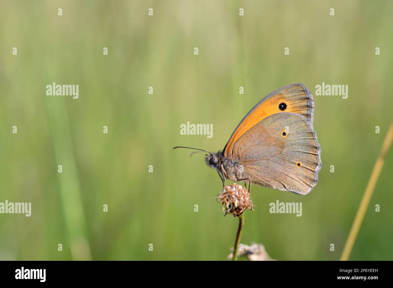 Large heath butterfly on a plant, green meadow background, orange and ...