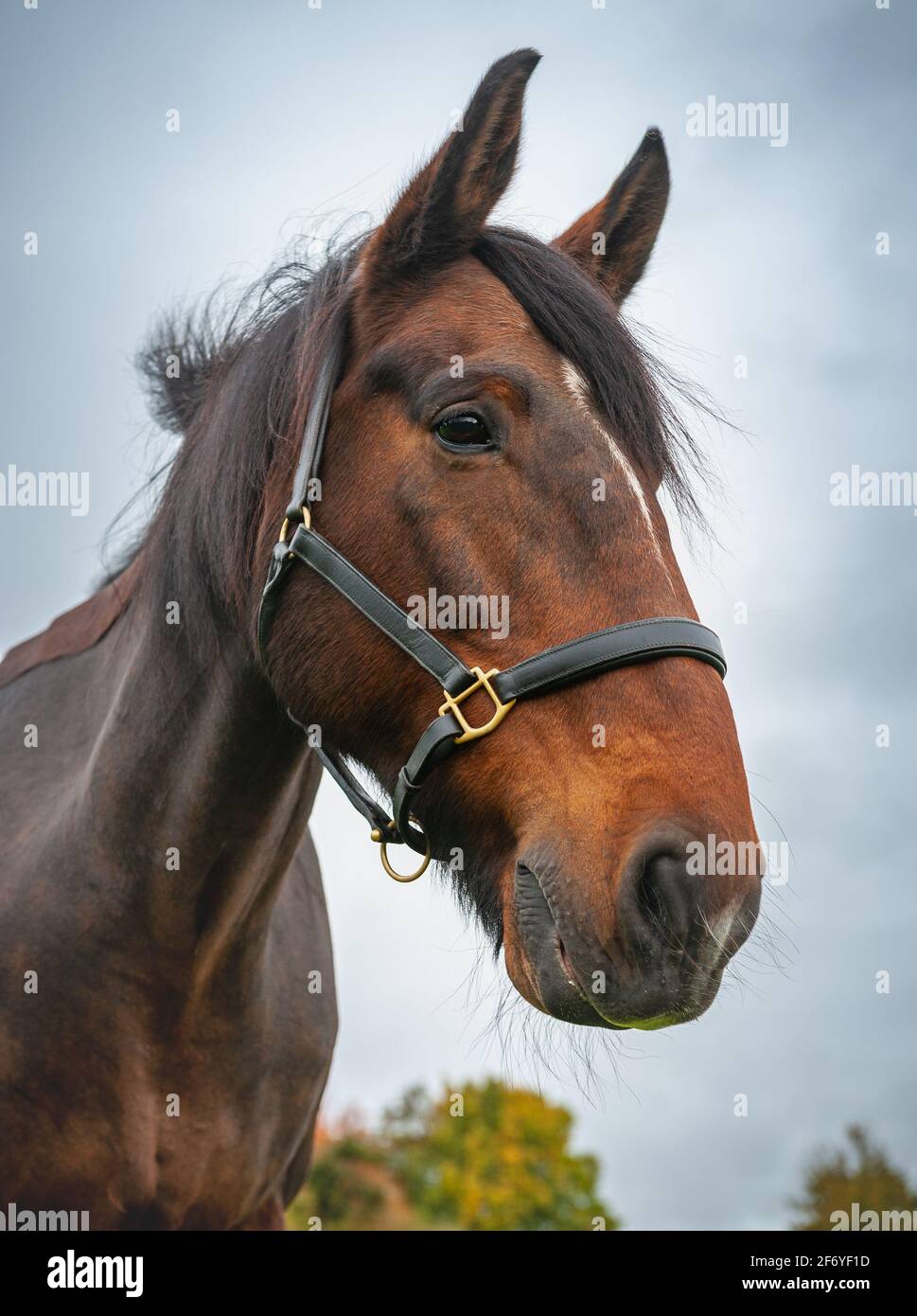 Woman in stables hi-res stock photography and images - Alamy