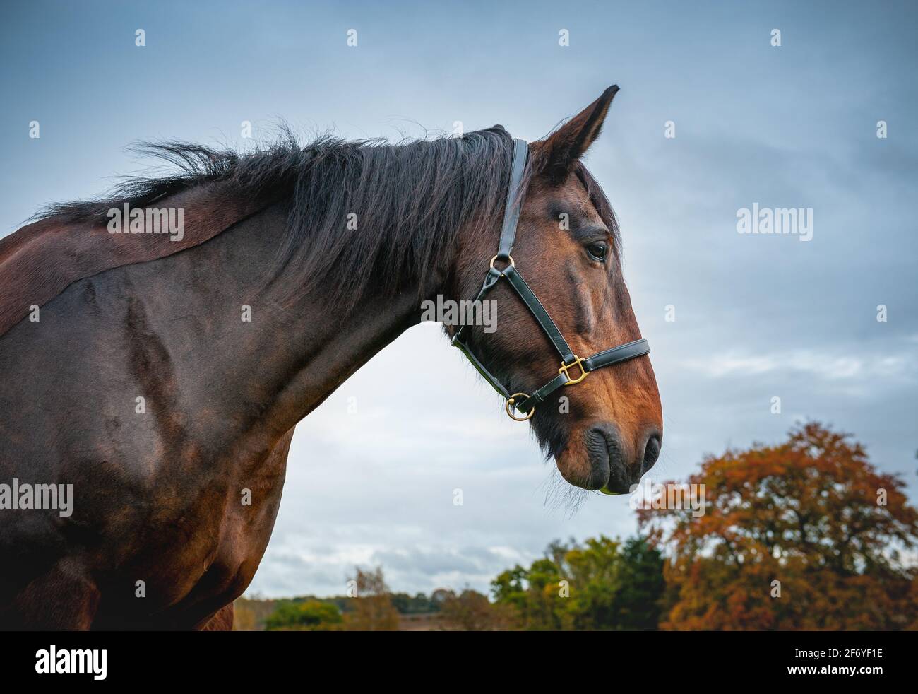 Bay Shire Cross in Field Stock Photo - Alamy