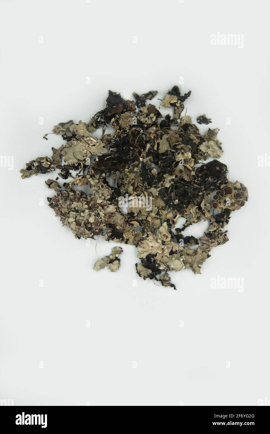 Banda puvvu hi-res stock photography and images - Alamy