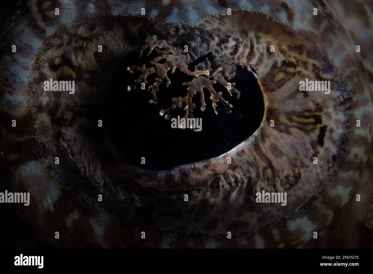 Detail of a Crocodilefish's eye shows iris lappets that can expand or ...