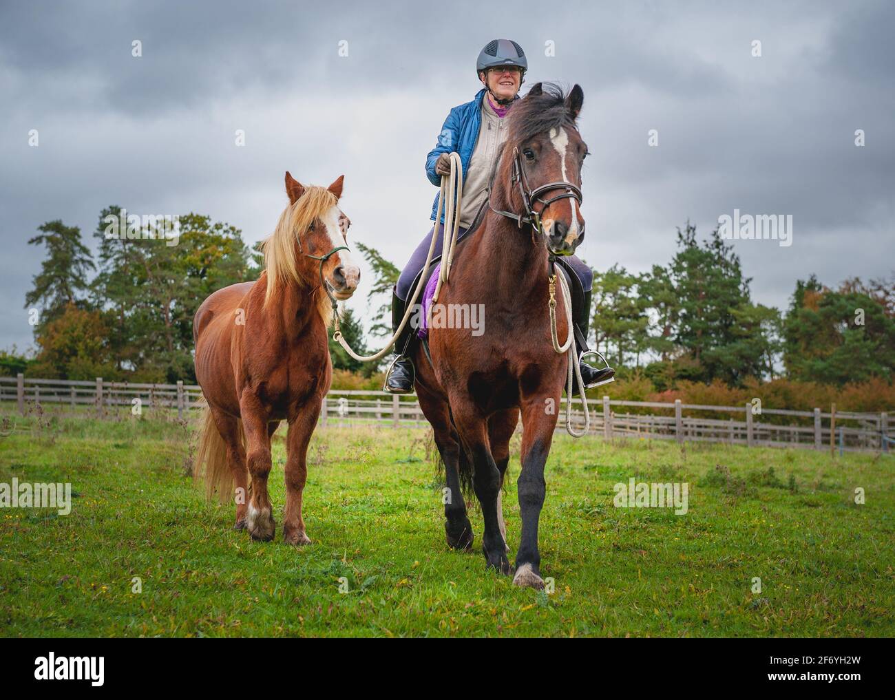 Ponies in stables hi-res stock photography and images - Alamy