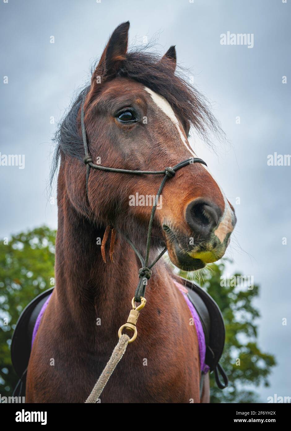 White welsh pony hi-res stock photography and images - Alamy