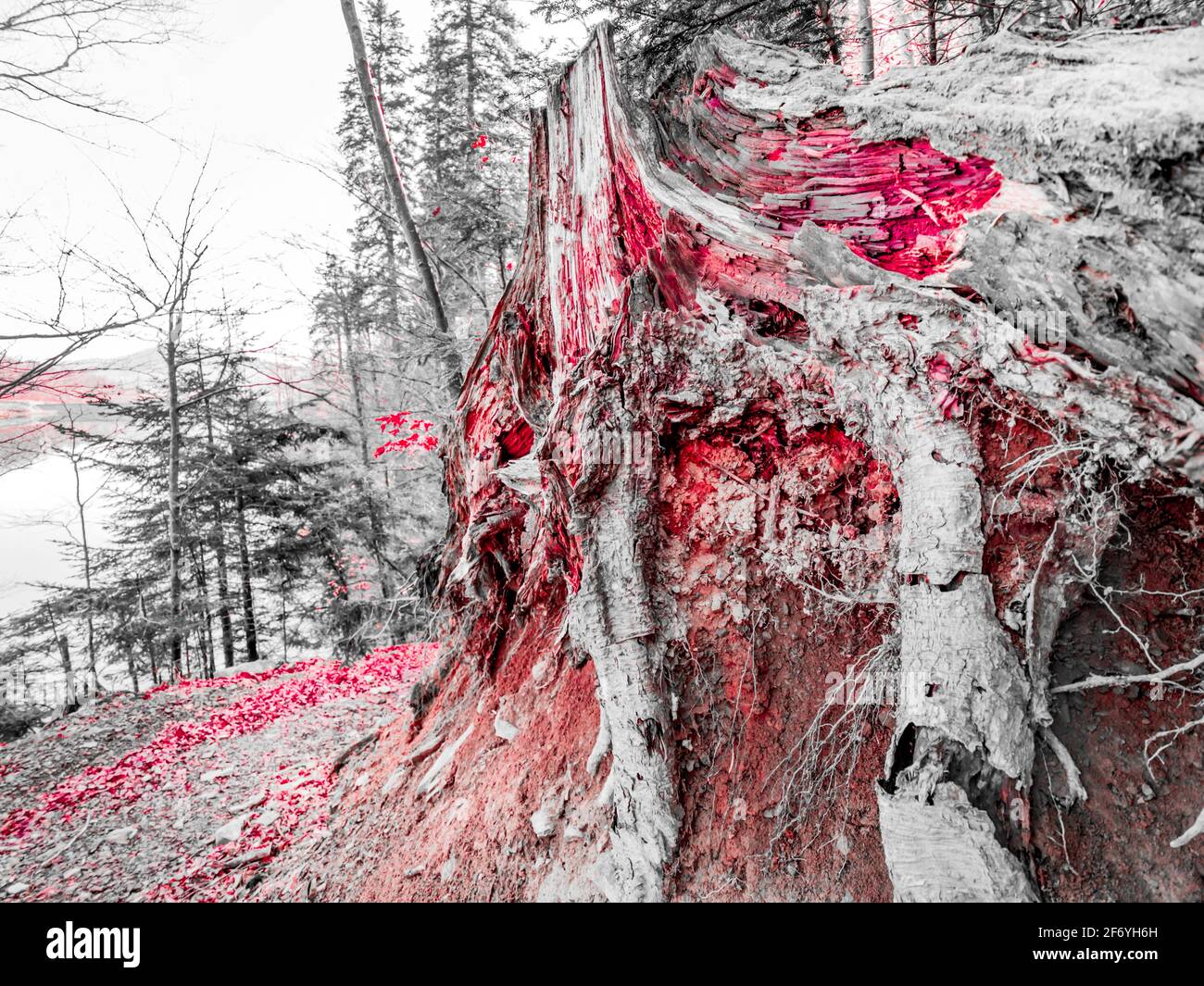 Tree roots protruding hi-res stock photography and images - Alamy