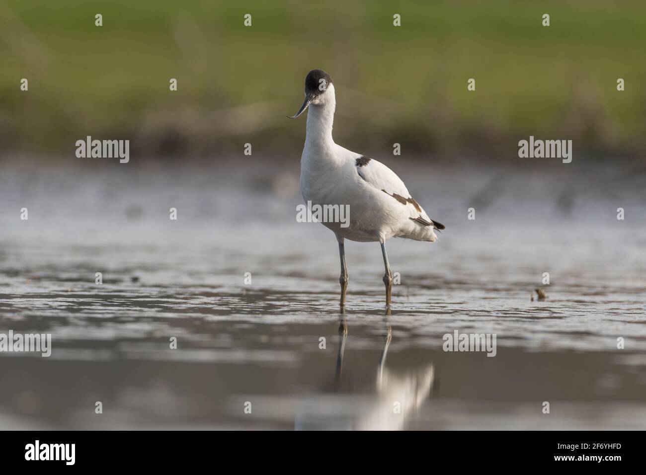 Pied avocet (Recurvirostra avosetta) standing in shallow water of the ...