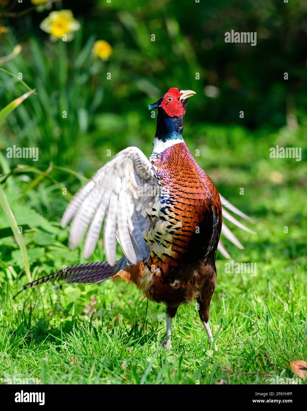 Tame pheasant hi-res stock photography and images - Alamy