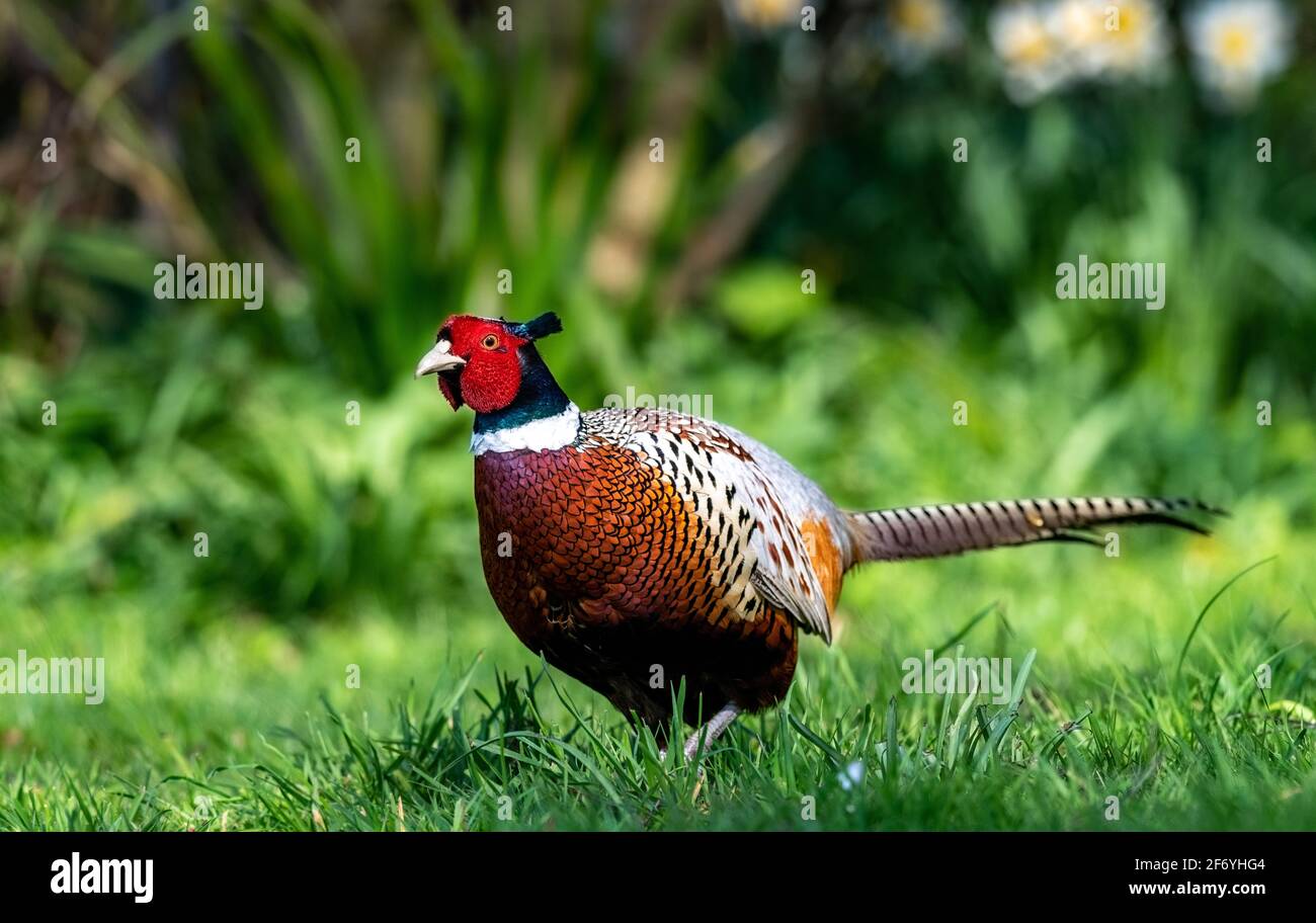 English pheasant hi-res stock photography and images - Alamy
