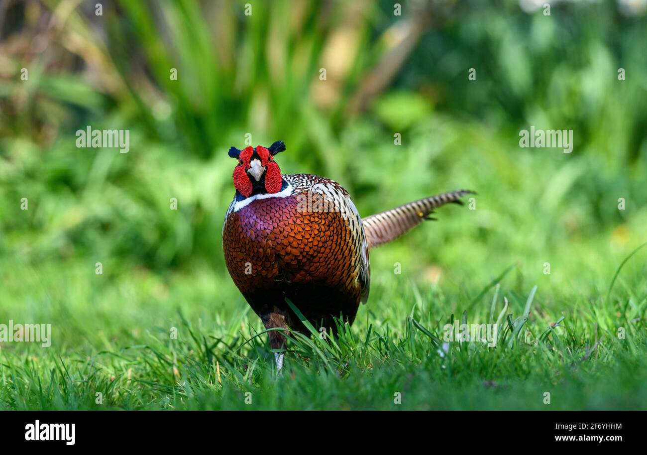 Mating pheasant hi-res stock photography and images - Alamy