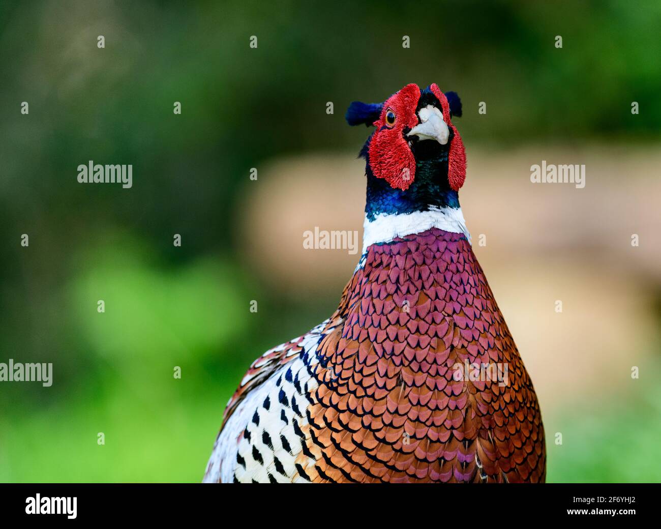 English pheasant hi-res stock photography and images - Alamy