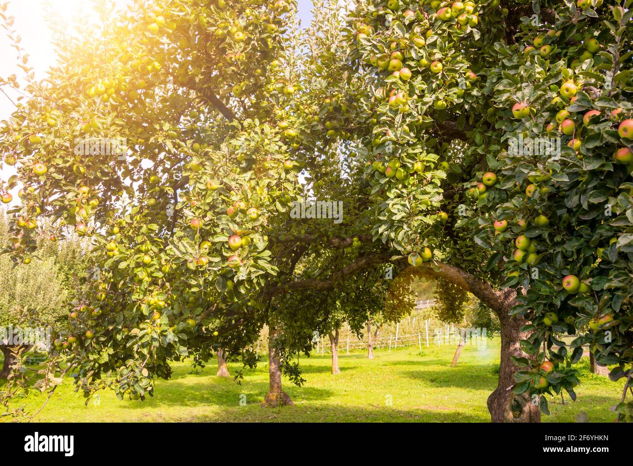 Apple tree with fresh ripe apples Stock Photo - Alamy