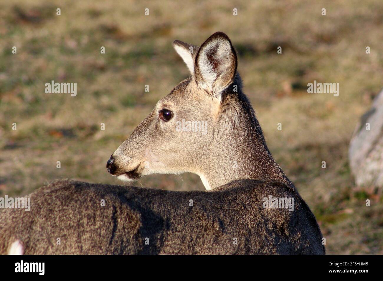 A lovely deer hi-res stock photography and images - Alamy
