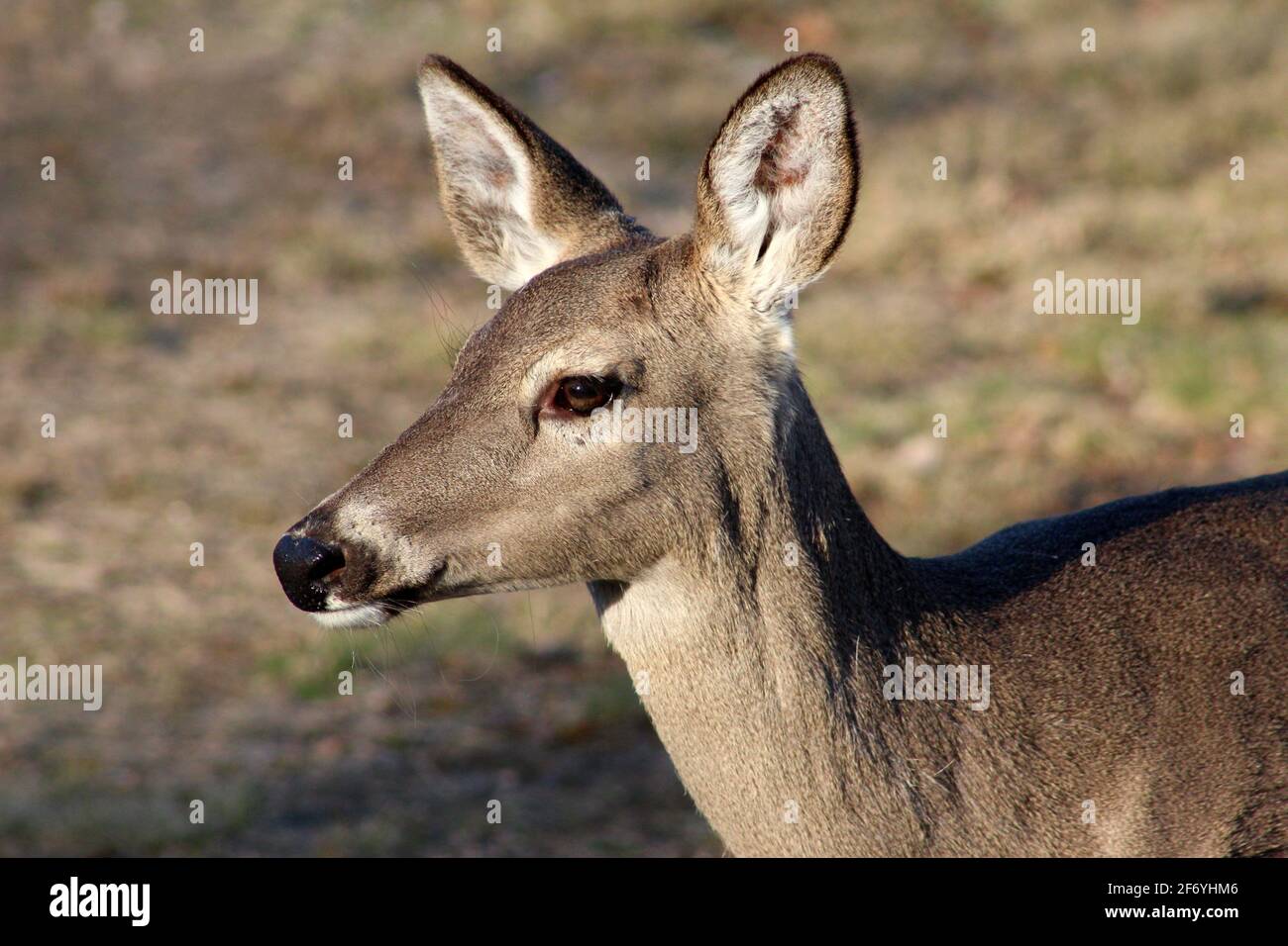 Doe eyed deer hi-res stock photography and images - Alamy