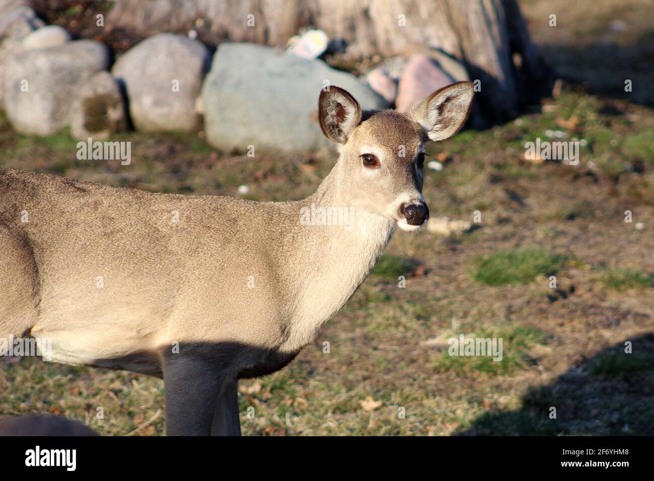 Tan sunshine hi-res stock photography and images - Alamy