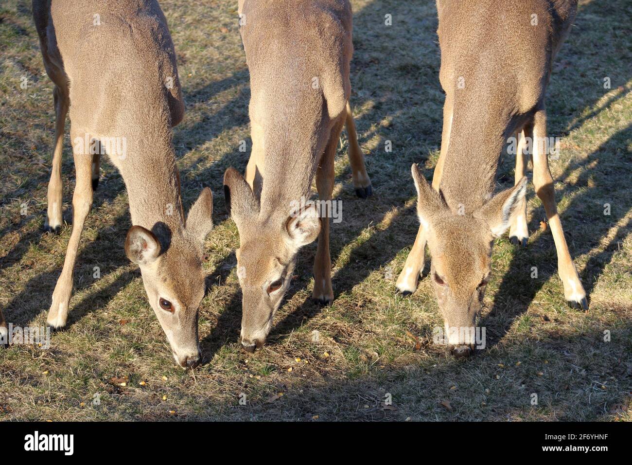 Three Deer Share in a Snack Stock Photo - Alamy